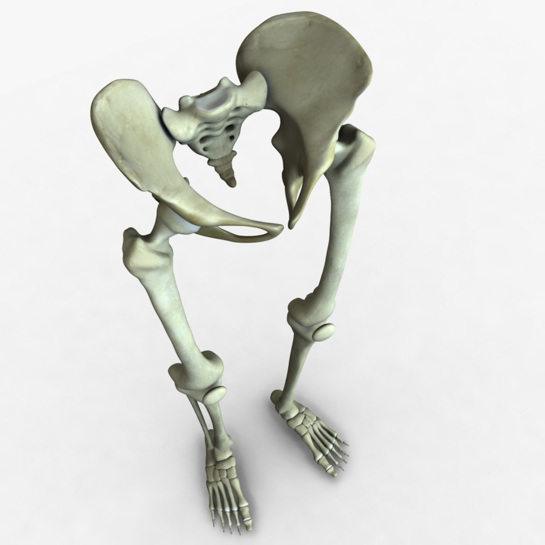 maya muscle leg medical edition