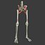 Maya Muscle Leg Medical Edition