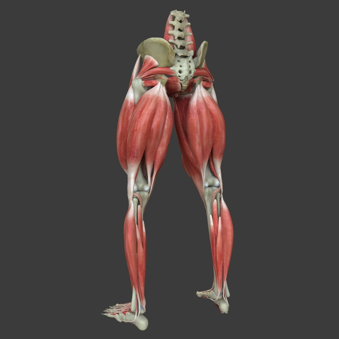 maya muscle leg medical edition