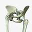 maya muscle leg medical edition