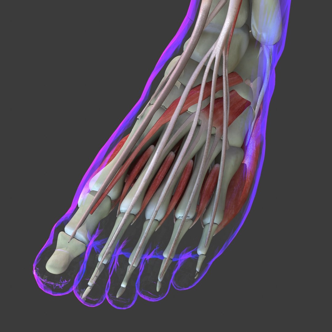 maya muscle leg medical edition