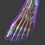 maya muscle leg medical edition