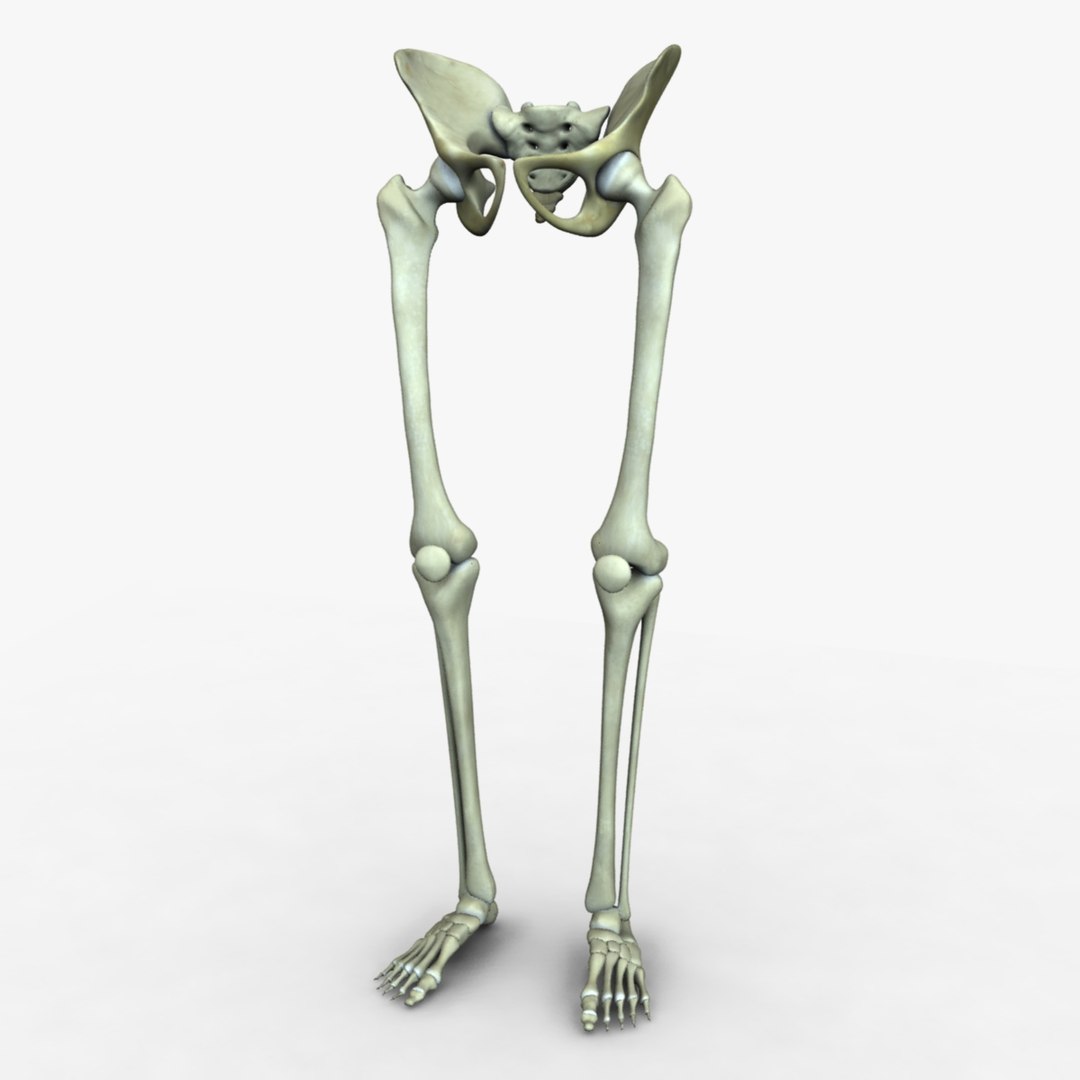 maya muscle leg medical edition