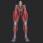 maya muscle leg medical edition