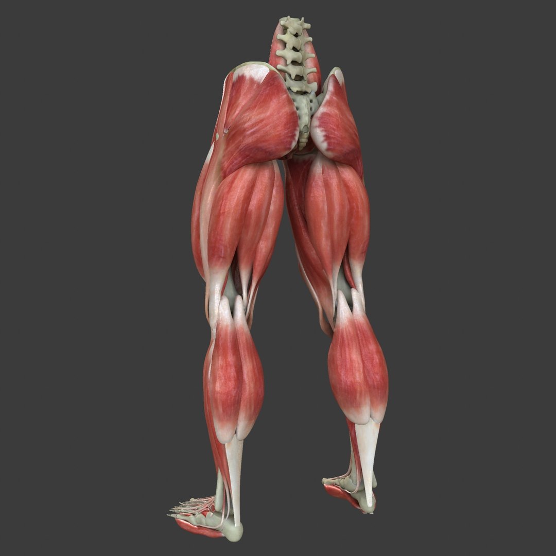 maya muscle leg medical edition