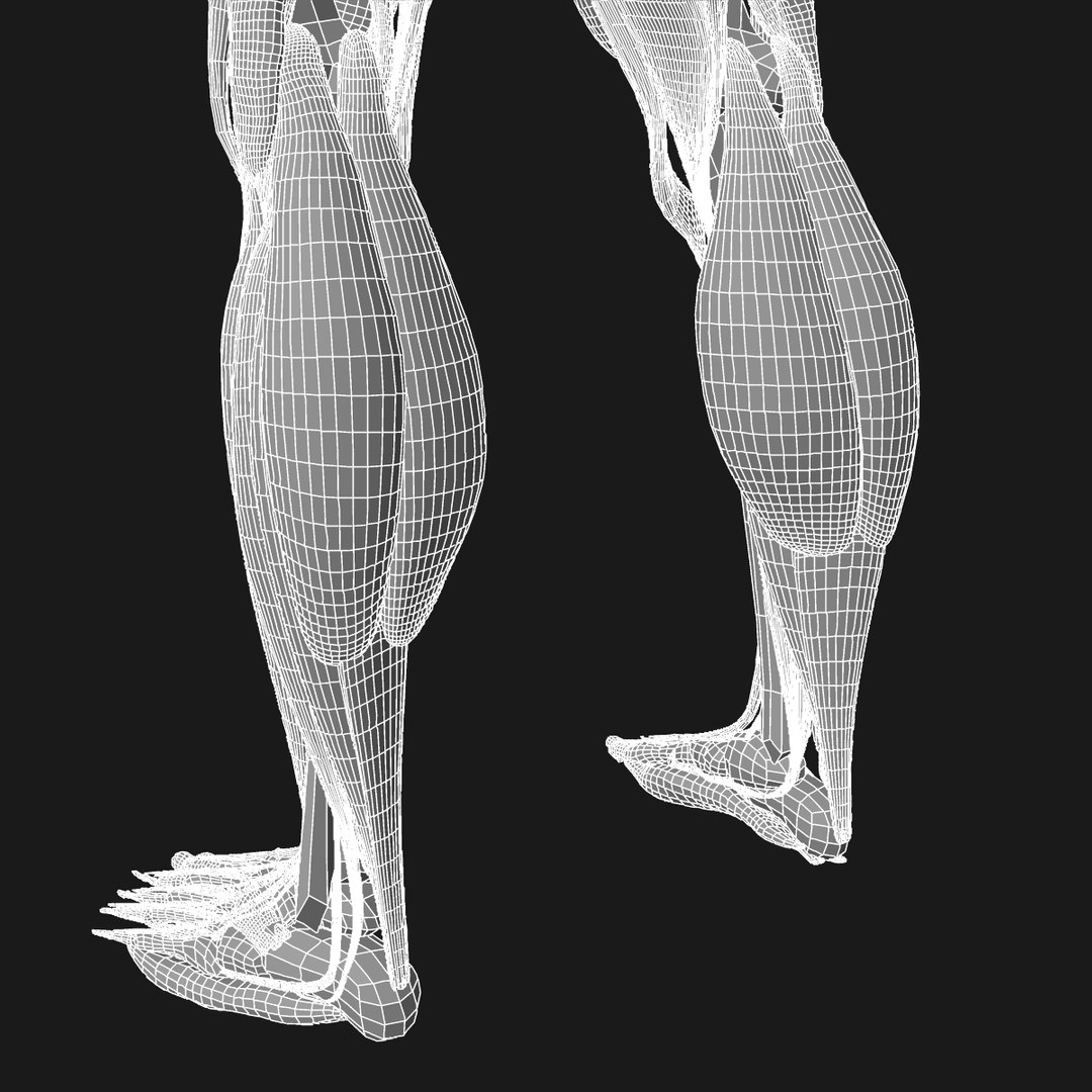 maya muscle leg medical edition