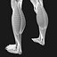 maya muscle leg medical edition