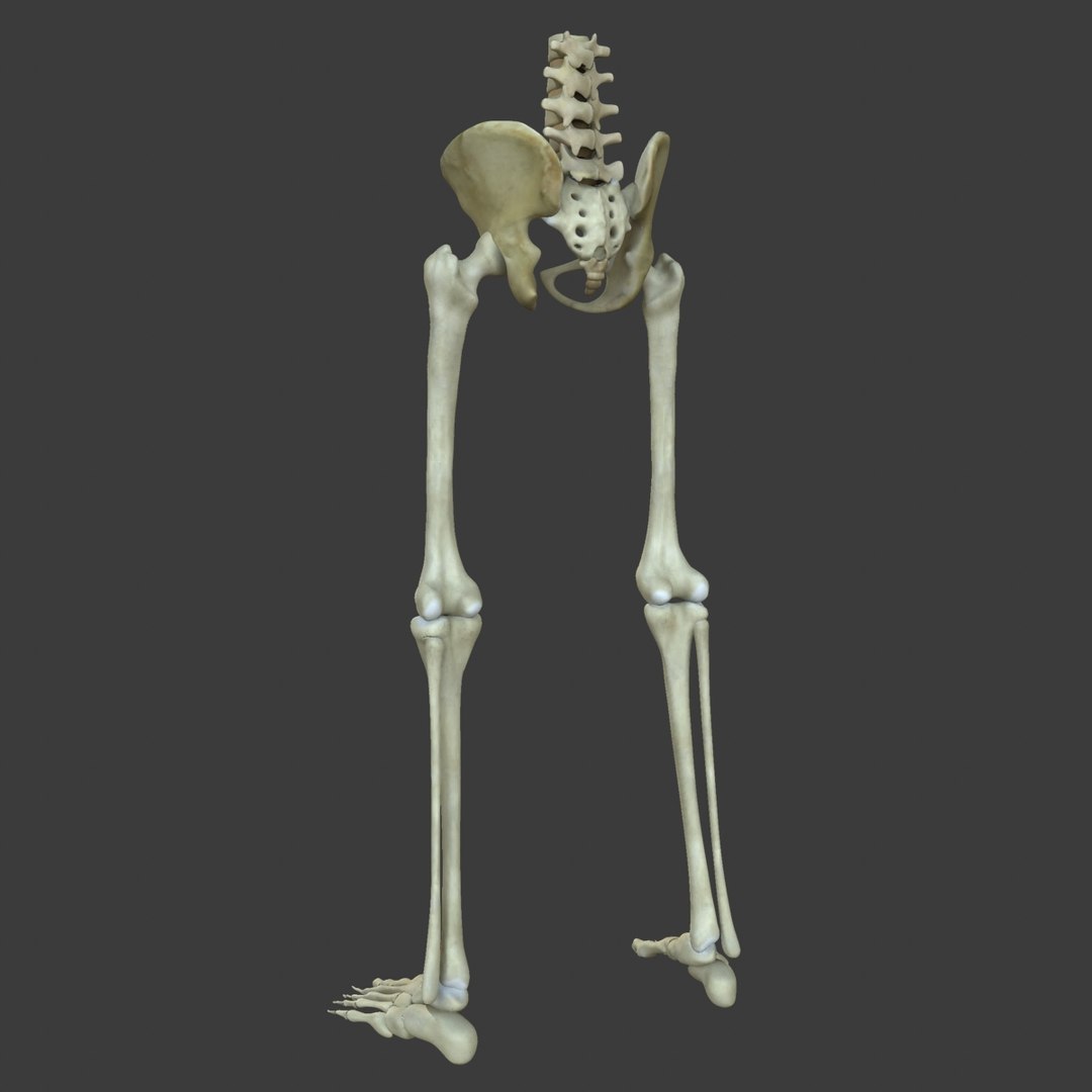 maya muscle leg medical edition