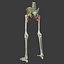maya muscle leg medical edition