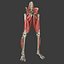 Maya Muscle Leg Medical Edition