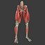maya muscle leg medical edition