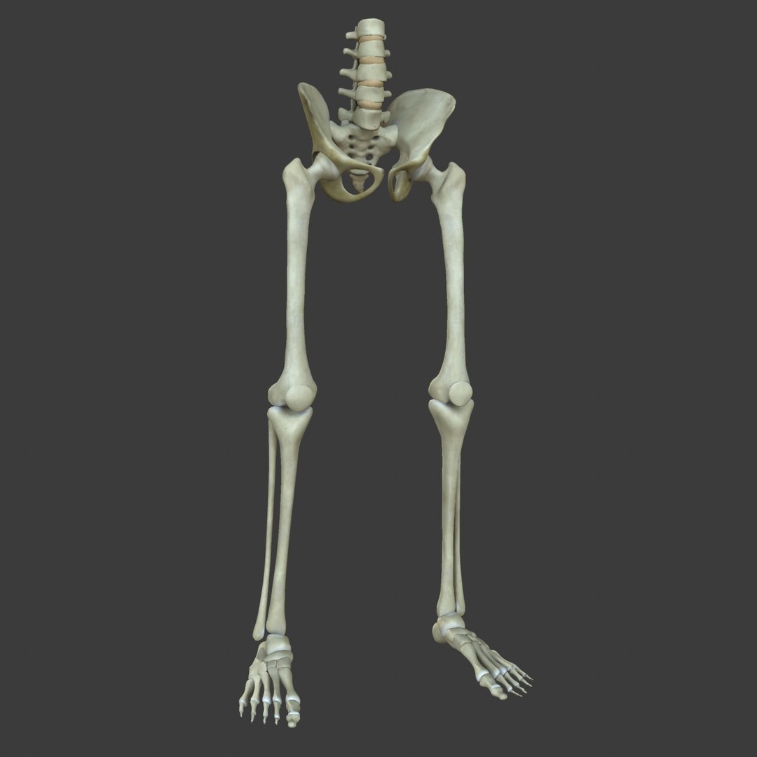 maya muscle leg medical edition
