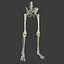 Maya Muscle Leg Medical Edition
