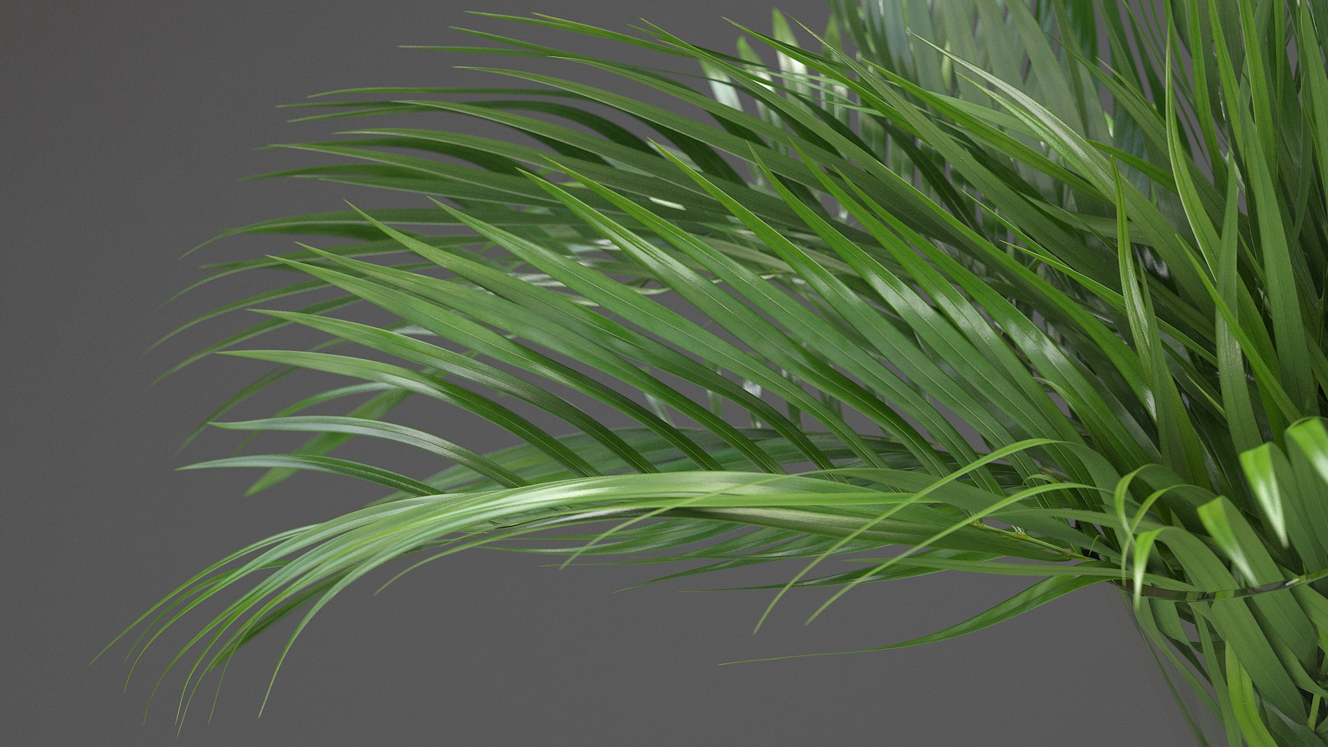 3D Palm Model - TurboSquid 1543635