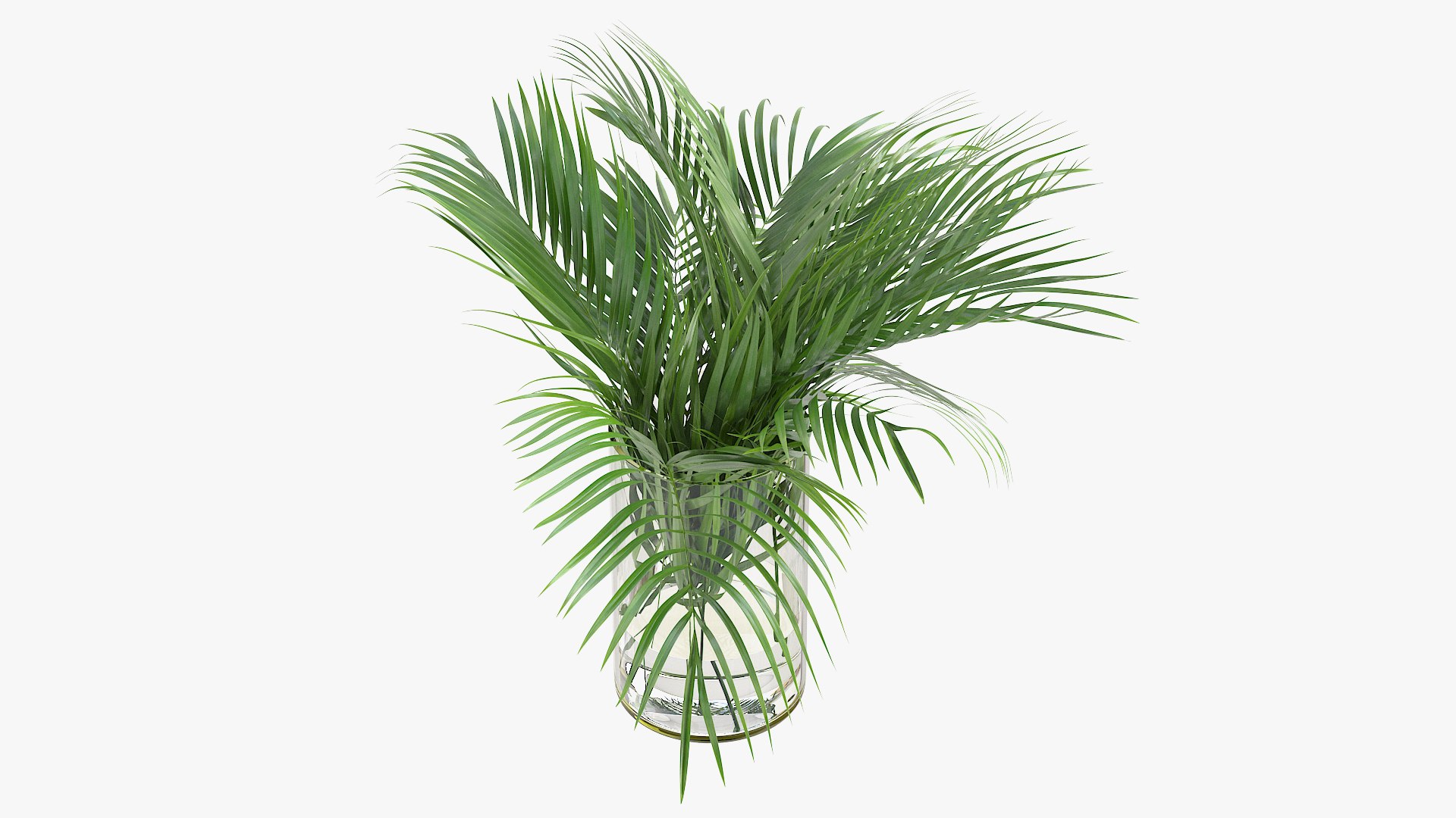 3D Palm Model - TurboSquid 1543635