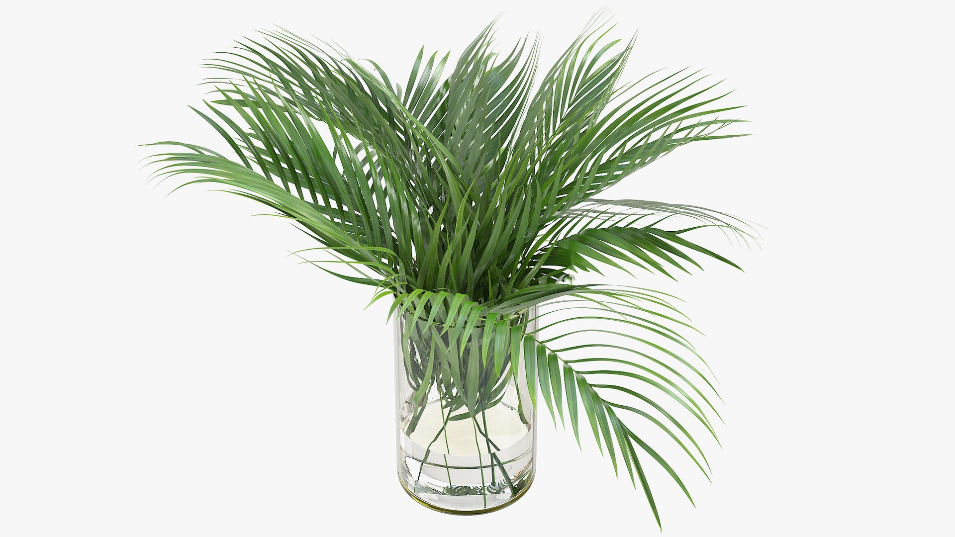 3D Palm Model - TurboSquid 1543635