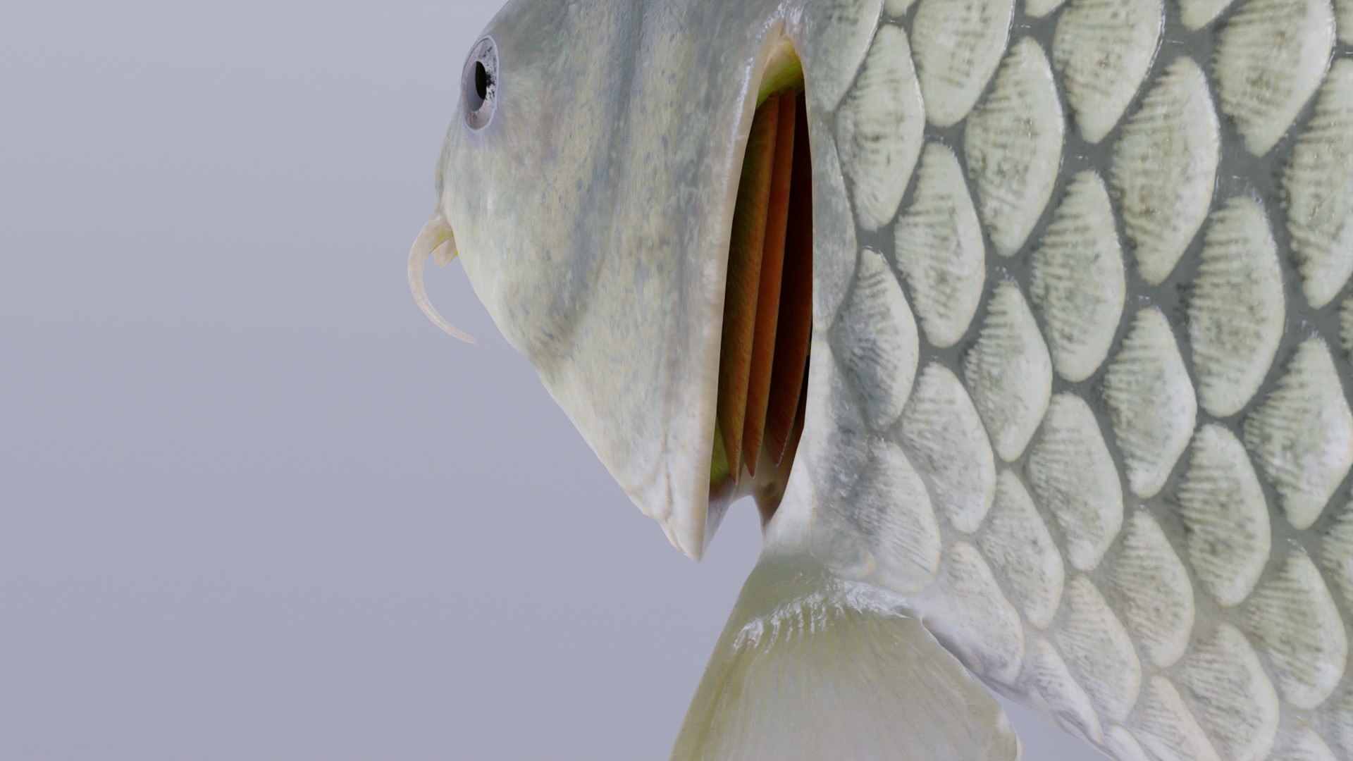 3D Common Carp Model - TurboSquid 1837449