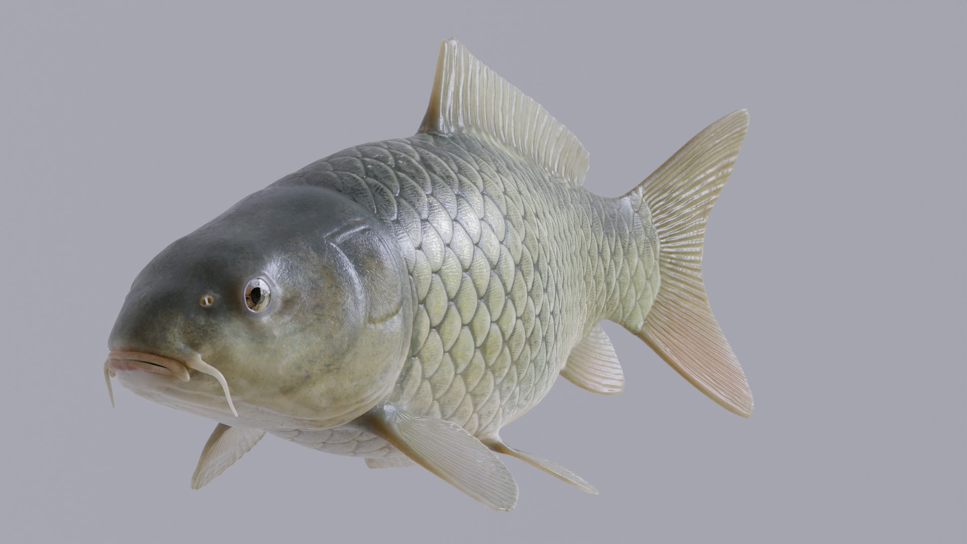3D Common Carp Model - TurboSquid 1837449