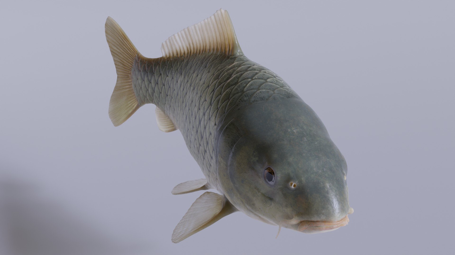3D Common Carp Model - TurboSquid 1837449