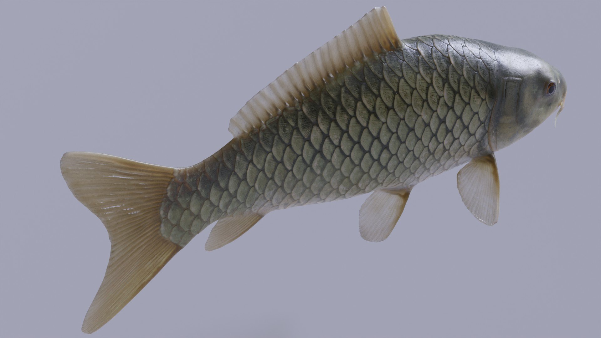 3D Common Carp Model - TurboSquid 1837449