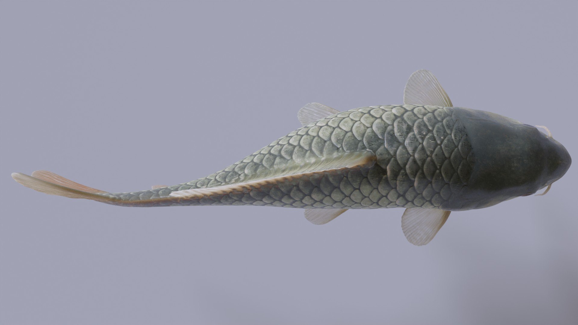 3D Common Carp Model - TurboSquid 1837449