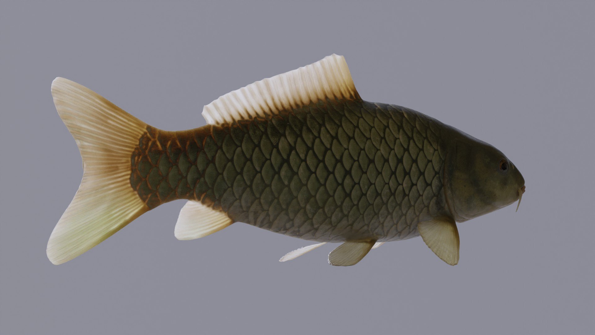 3D Common Carp Model - TurboSquid 1837449
