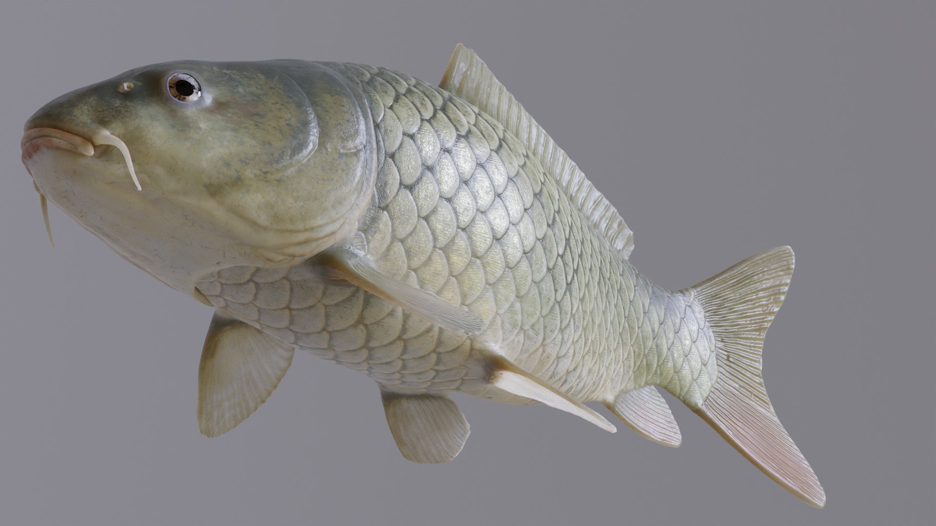 3D Common Carp Model - TurboSquid 1837449