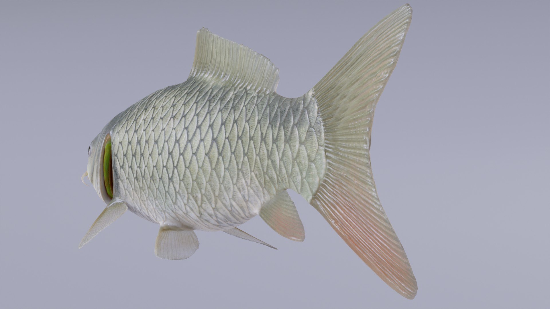 3D Common Carp Model - TurboSquid 1837449