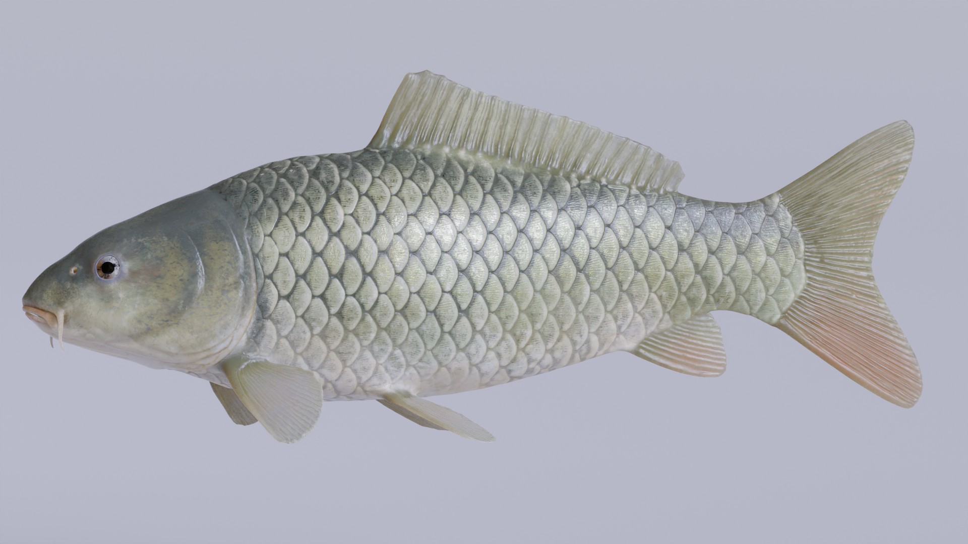 3D Common Carp Model - TurboSquid 1837449