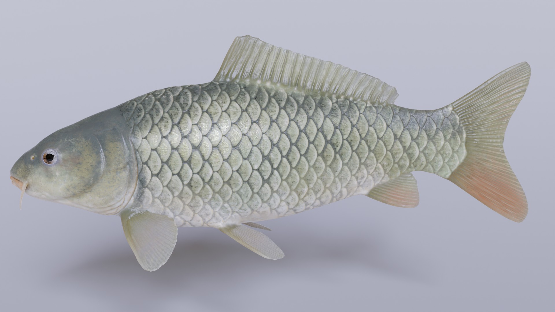 3D Common Carp Model - TurboSquid 1837449