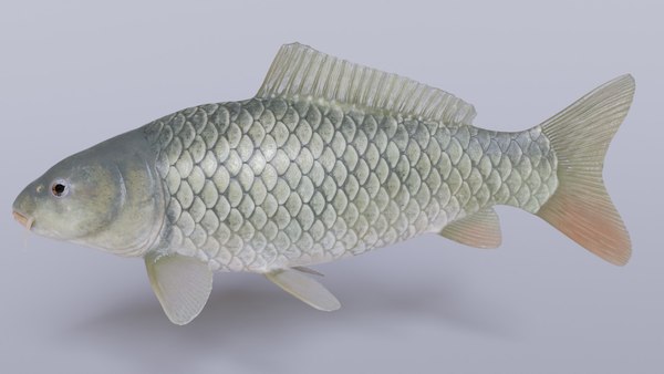 3D Common Carp model - TurboSquid 1837449