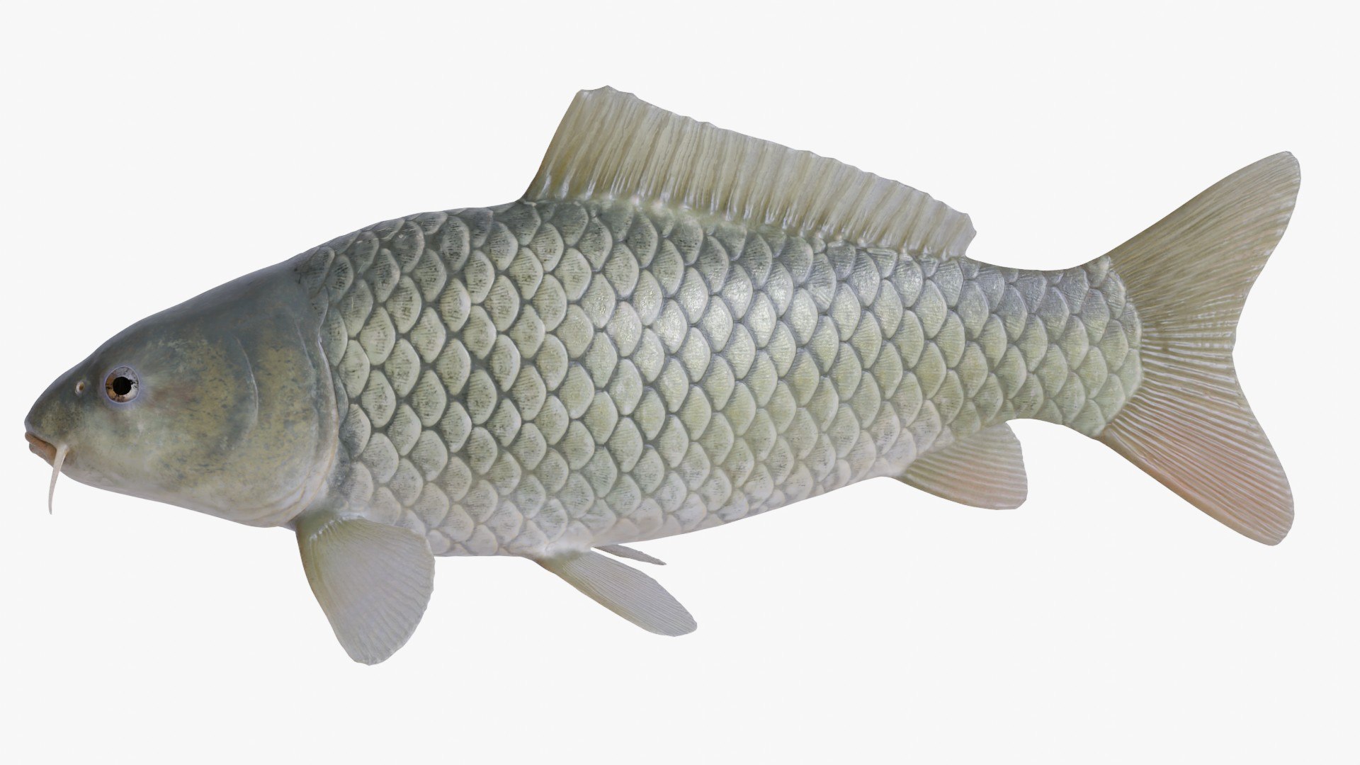 3D Common Carp model - TurboSquid 1837449