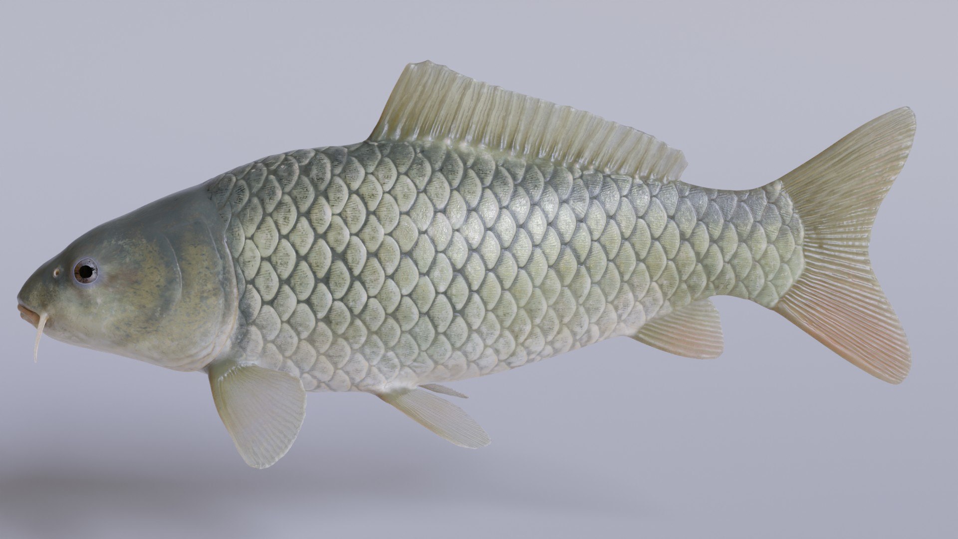 3D Common Carp Model - TurboSquid 1837449