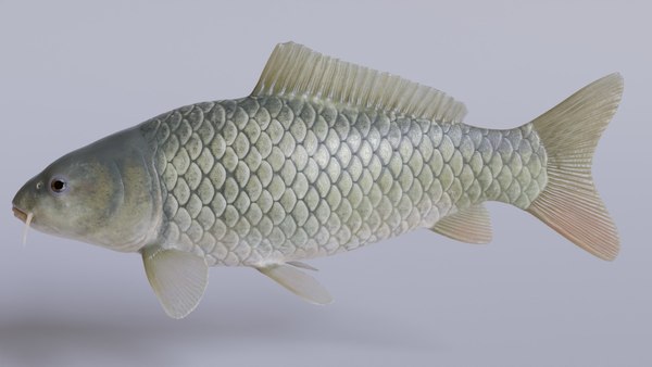 3D Common Carp model - TurboSquid 1837449