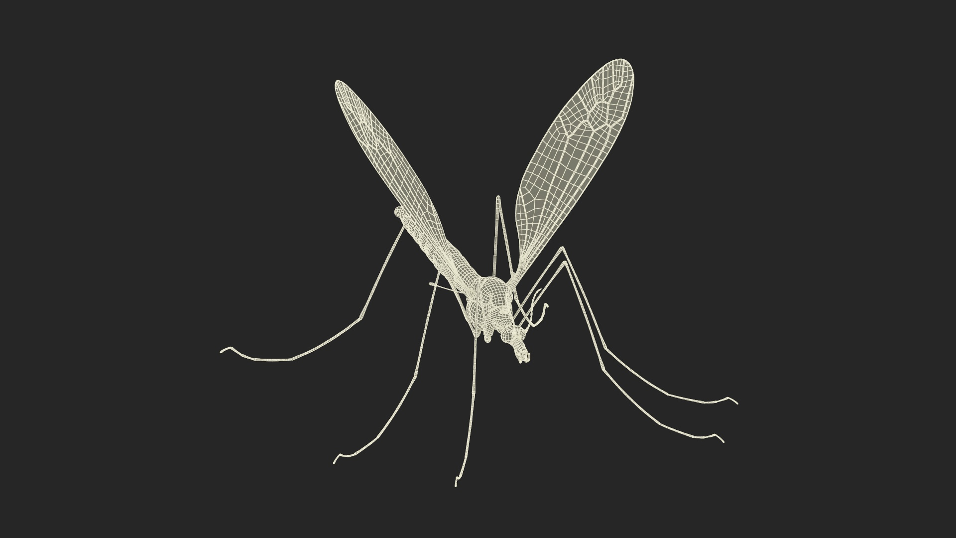 3D Crane Fly Gallinipper Mosquito Rigged - TurboSquid 2227998