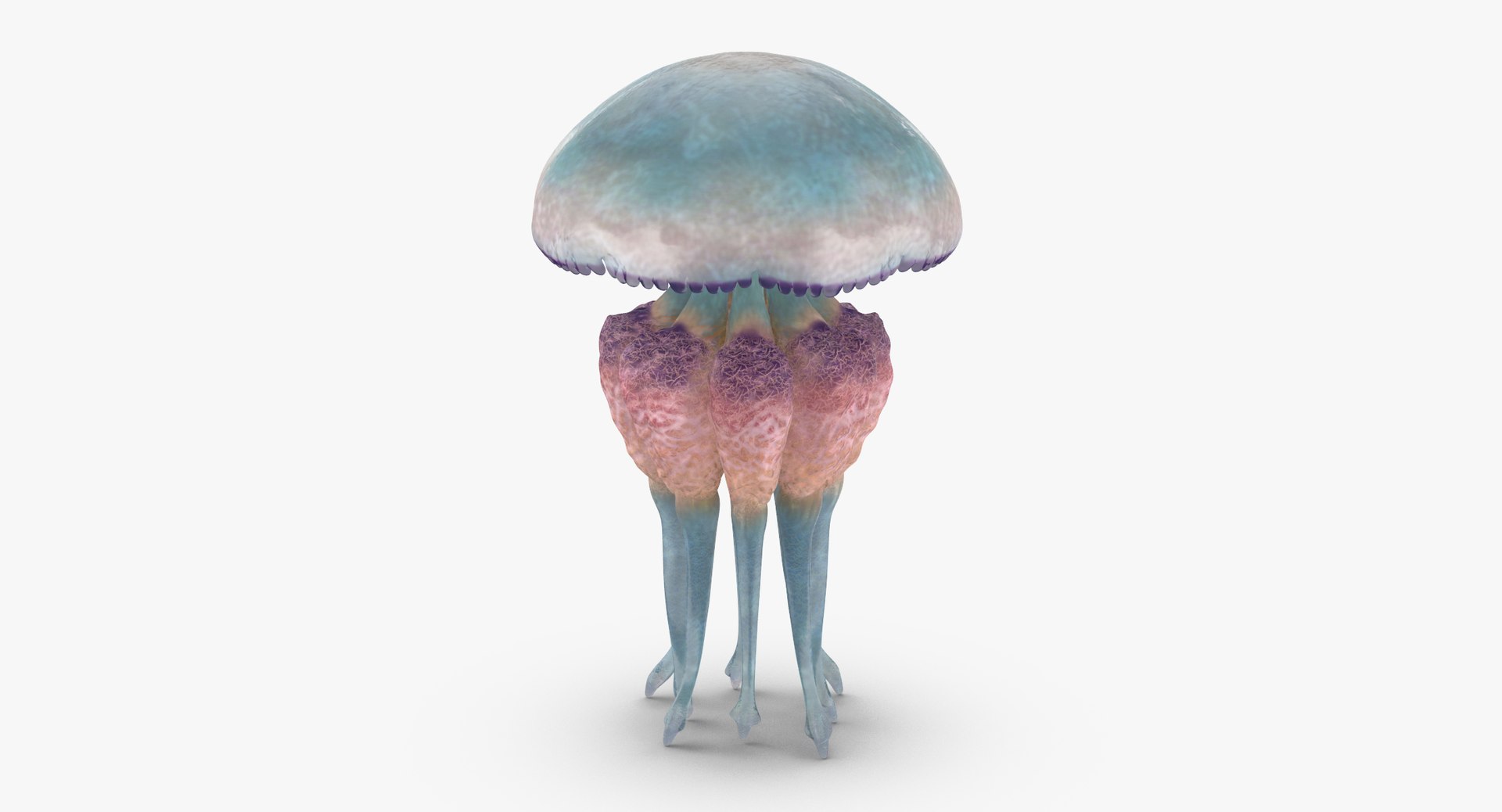 jellyfish 03 3d max