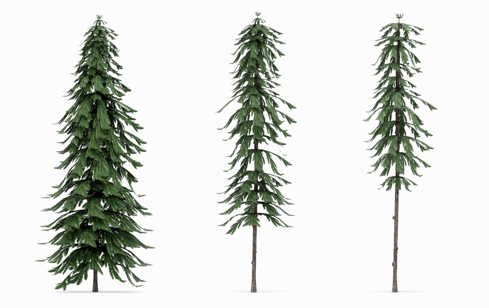 3D Pine Trees - TurboSquid 1422989
