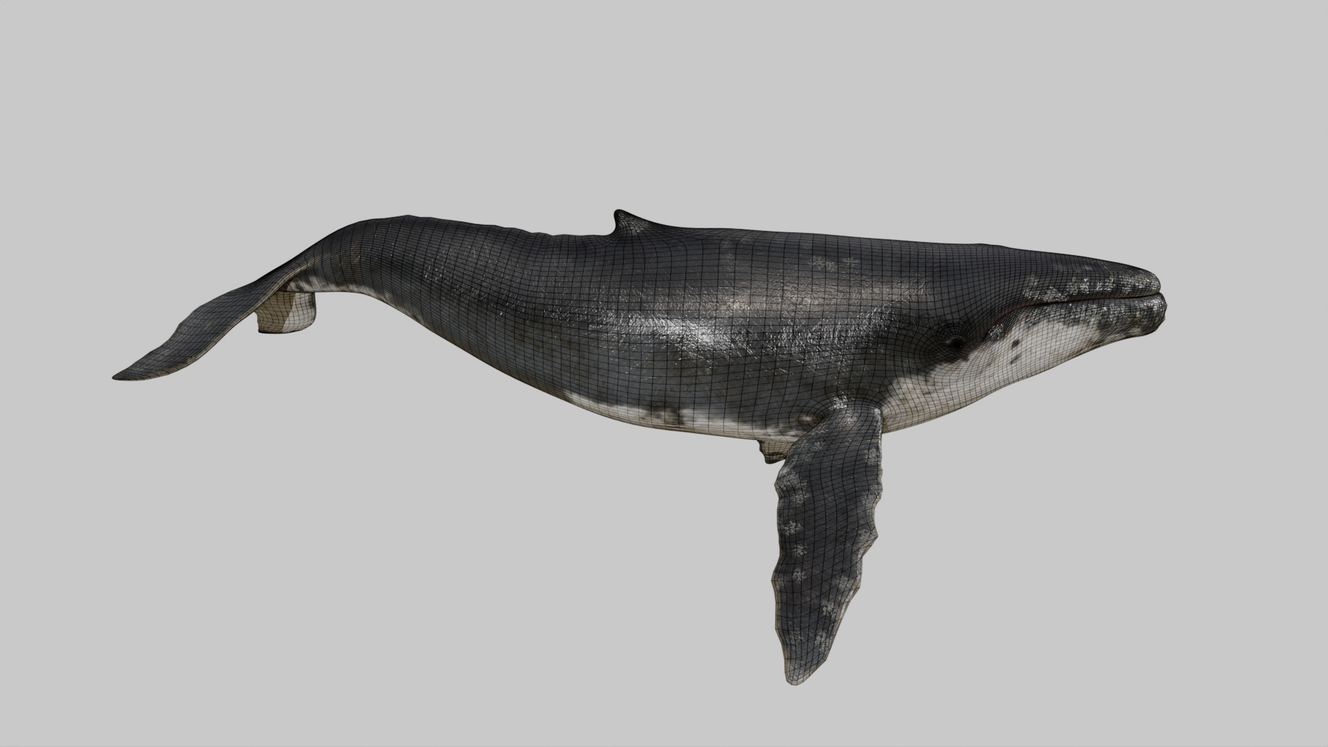 3D Realistic Humpback Whale Low Poly 3D Model Model - TurboSquid 2317010