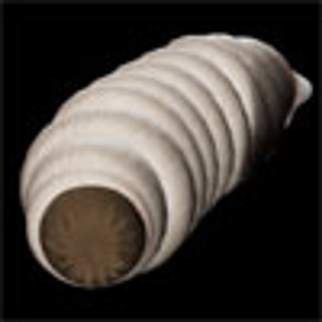 3d Worm Larva Model