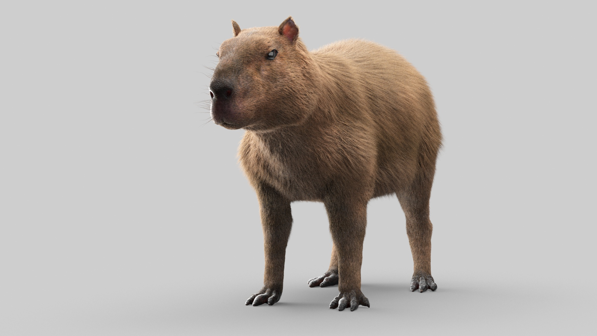 Capybara 3D - TurboSquid 1859104