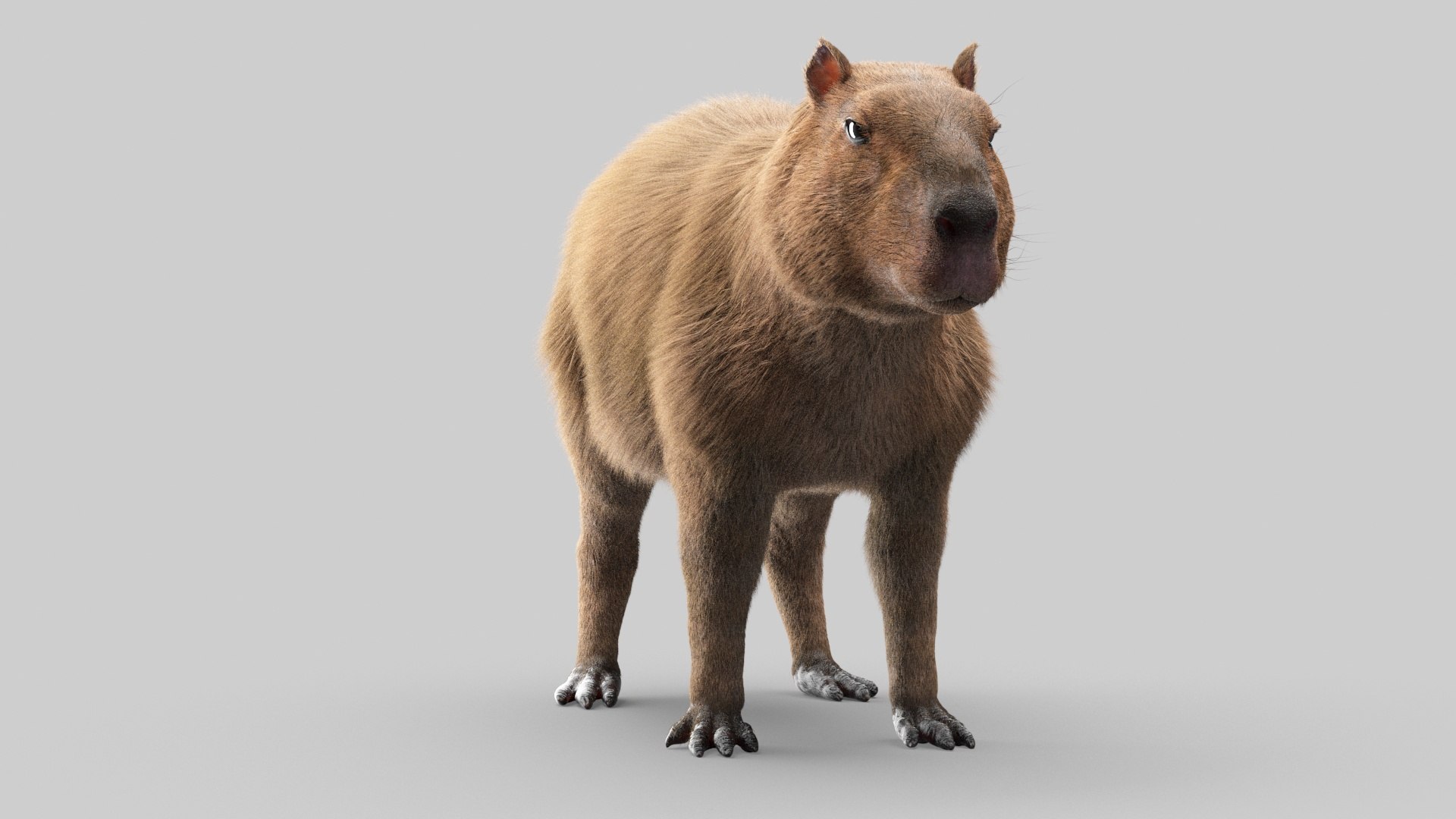 Capybara 3D - TurboSquid 1859104