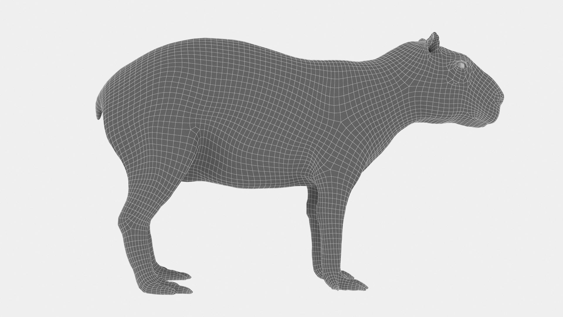Capybara 3D - TurboSquid 1859104