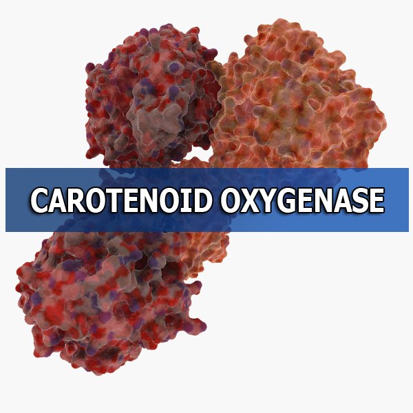 Enzyme 3D Models for Download | TurboSquid