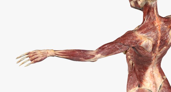 3D model muscular rig male - TurboSquid 1307764