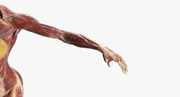 3D model muscular rig male - TurboSquid 1307764