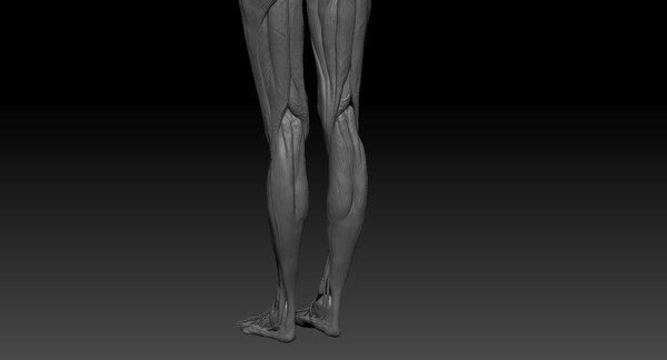 3D model muscular rig male - TurboSquid 1307764