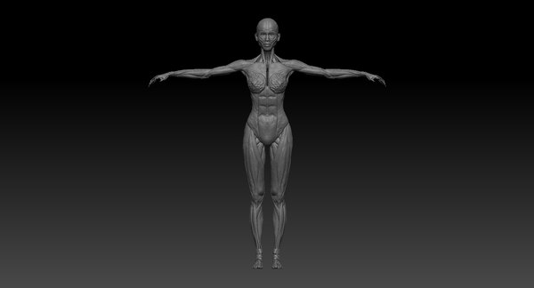 3D model muscular rig male - TurboSquid 1307764