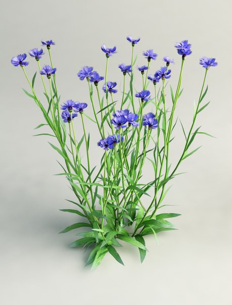 plant flower 3d model