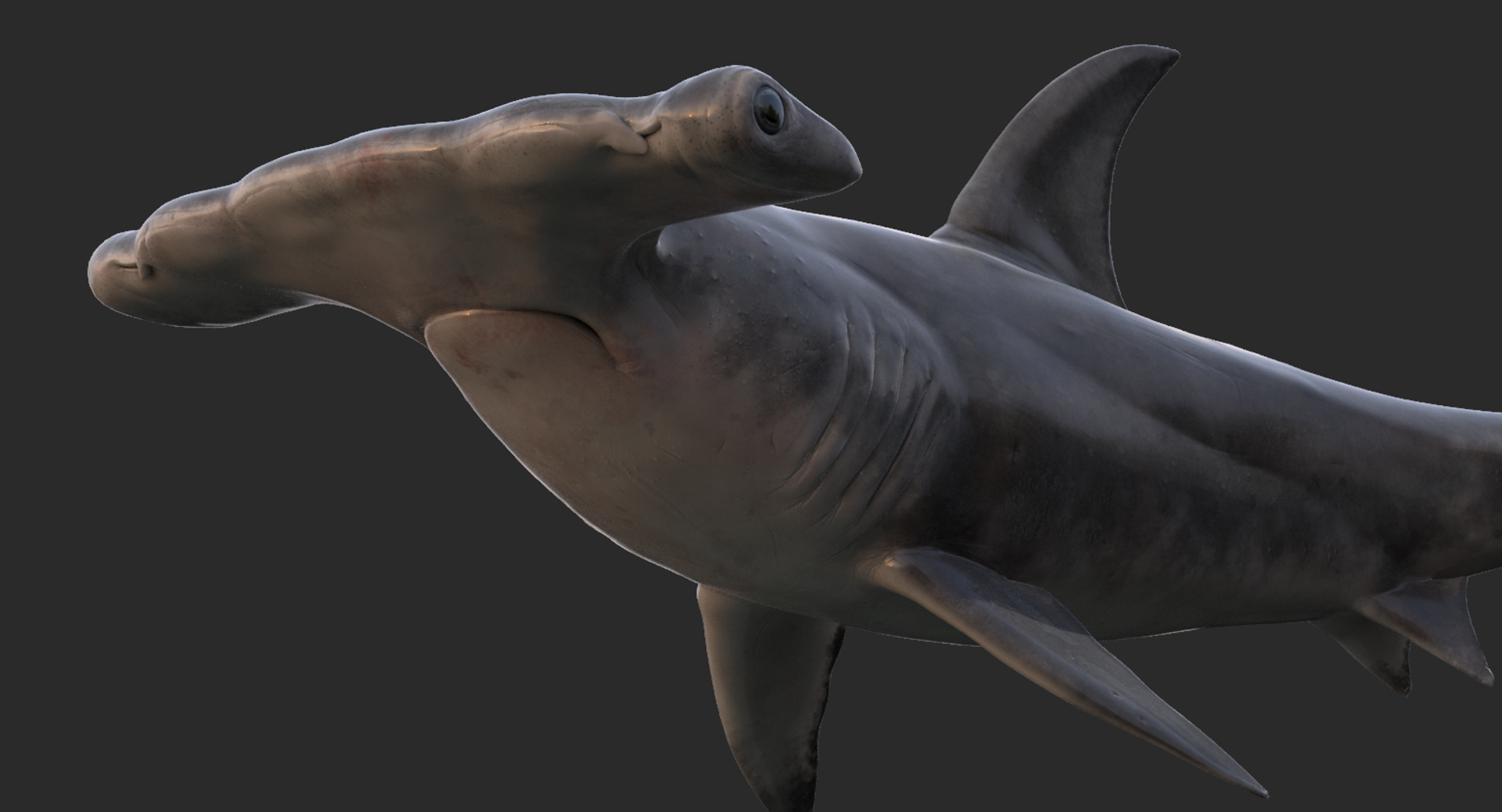 realistic hammerhead shark rigged 3d max
