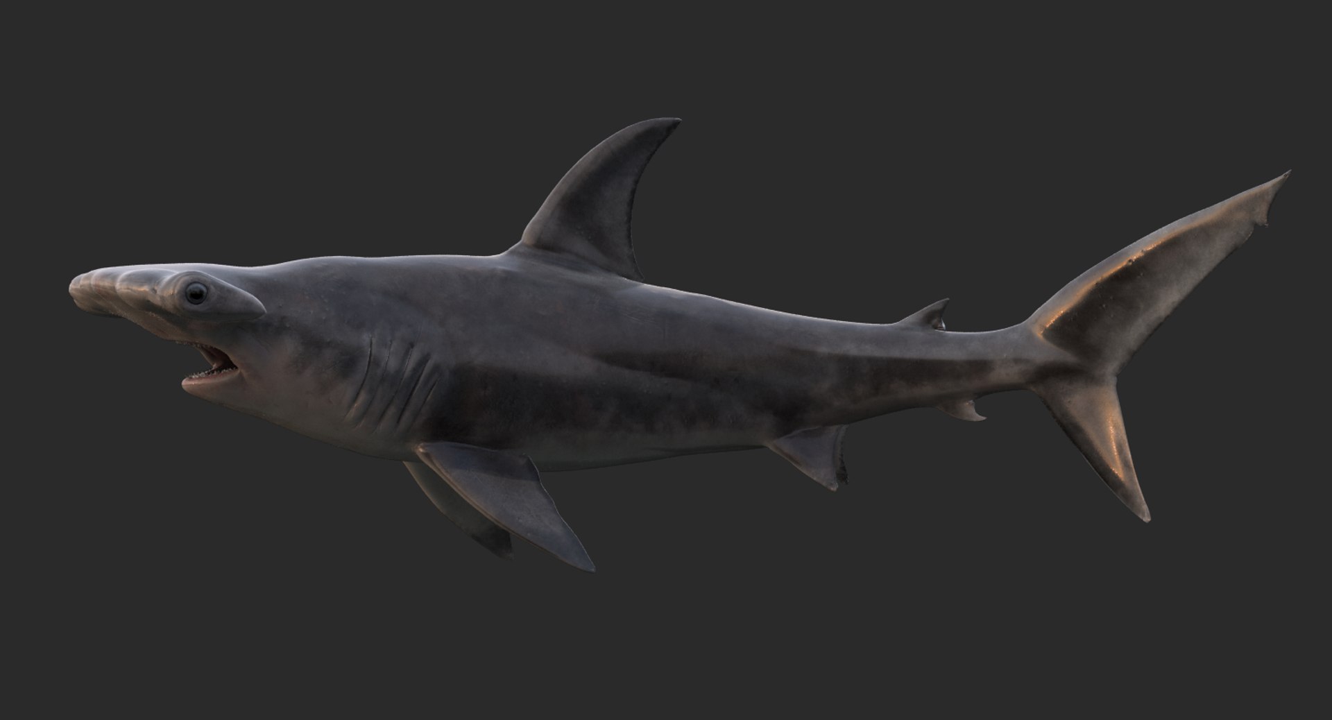 realistic hammerhead shark rigged 3d max